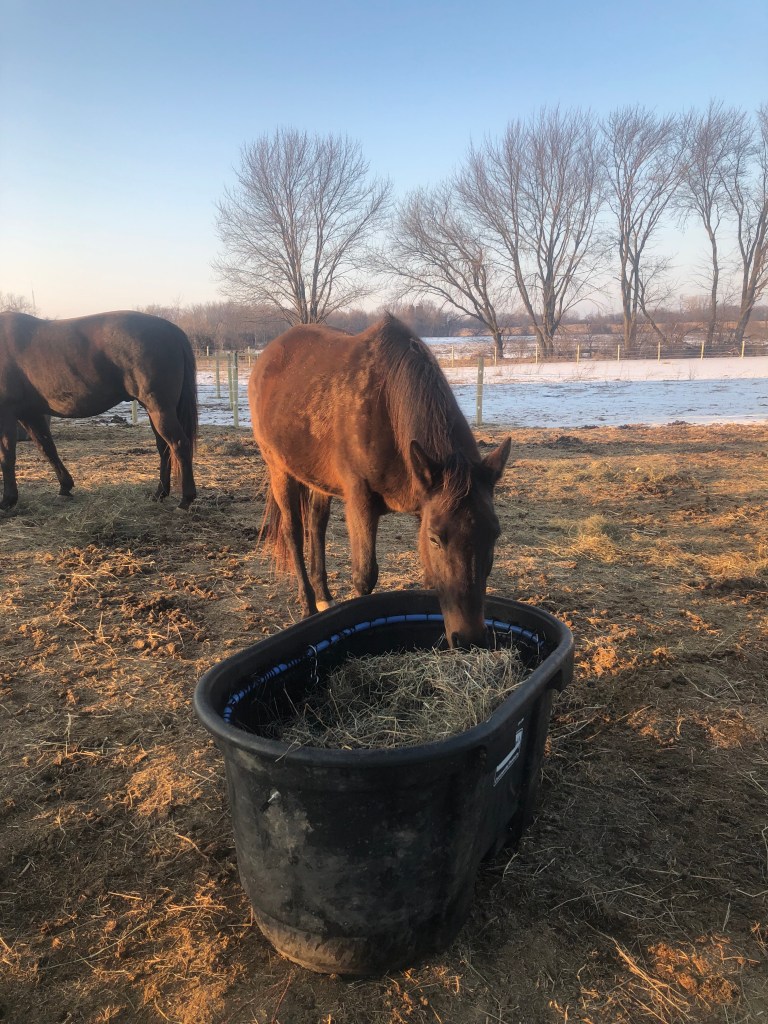 Slow Feeders – ZW Ranch
