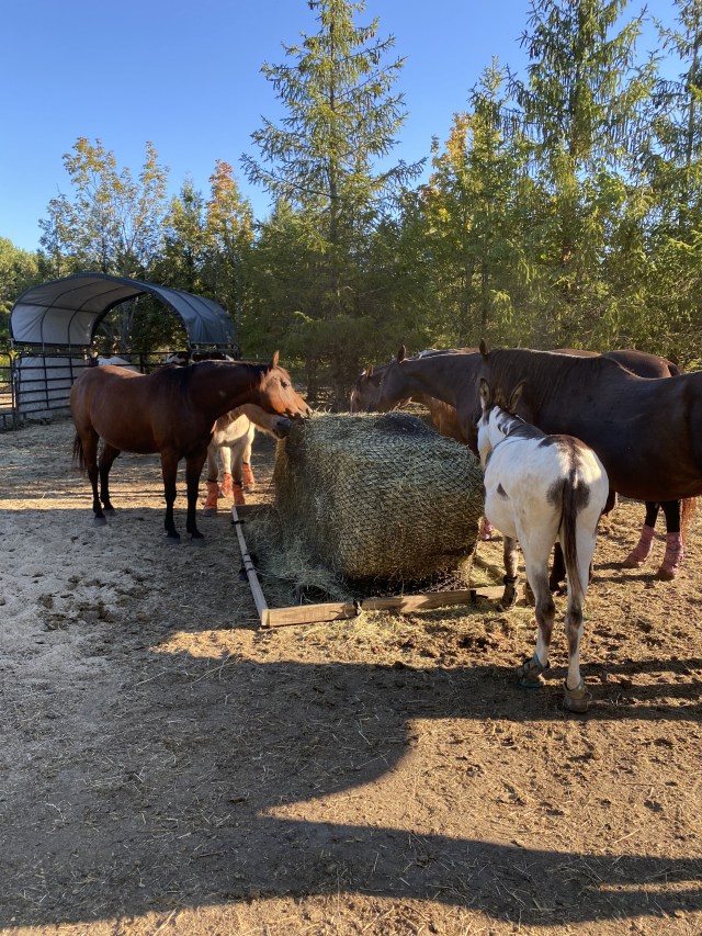 ZW Ranch – Call or Text 312-208-9834 or email zwranchhorses@gmail.com